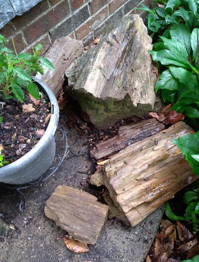 Petrified Wood and Petrified Brains – Even A Broken Clock